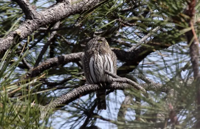 Mountain pygmy owl - Facts, Diet, Habitat & Pictures on Animalia.bio