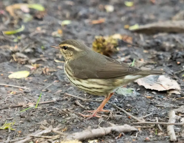 Northern waterthrush - Facts, Diet, Habitat & Pictures on Animalia.bio