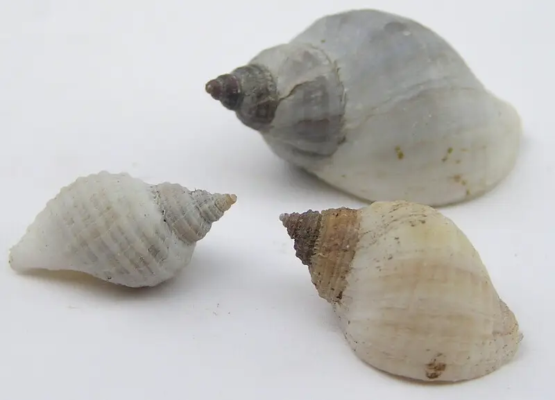 Dog whelk - Facts, Diet, Habitat & Pictures on Animalia.bio