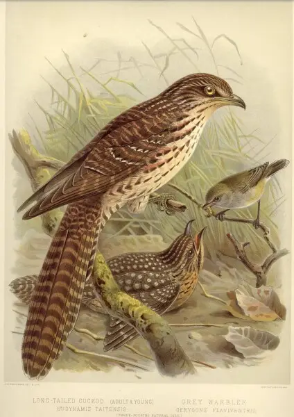 Pacific long-tailed cuckoo - Facts, Diet, Habitat & Pictures on ...