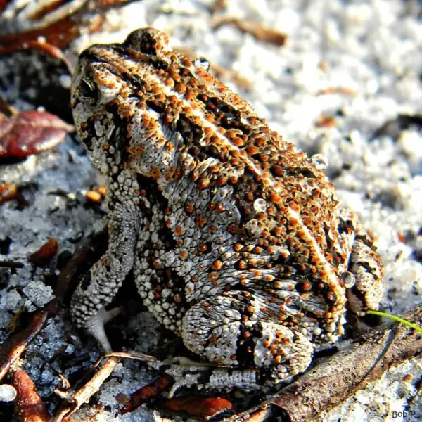 Oak toad - Facts, Diet, Habitat & Pictures on Animalia.bio