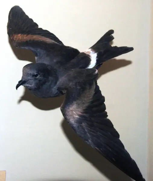 Guadalupe storm petrel - Facts, Diet, Habitat & Pictures on Animalia.bio