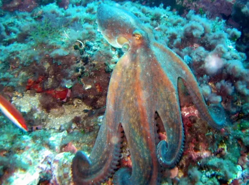 Common octopus - Facts, Diet, Habitat & Pictures on Animalia.bio