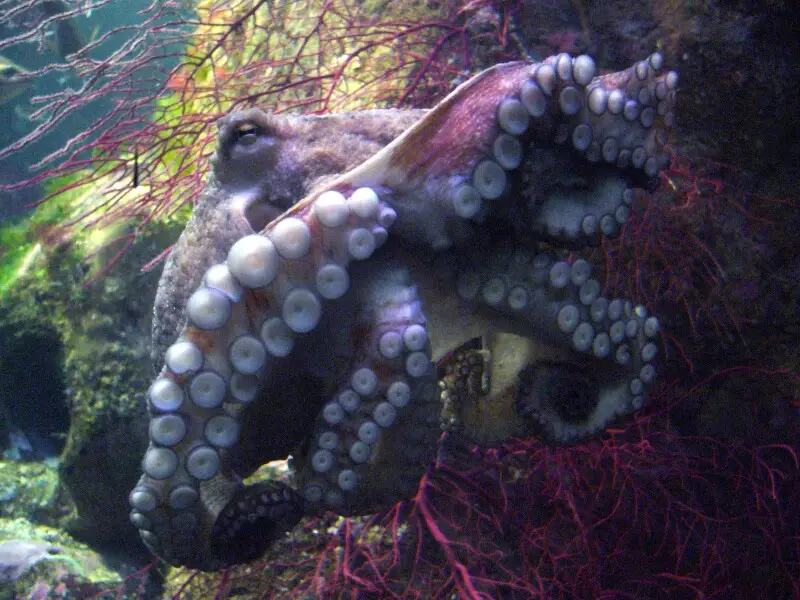 Common octopus - Facts, Diet, Habitat & Pictures on Animalia.bio