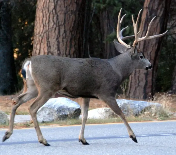 California mule deer - Facts, Diet, Habitat & Pictures on Animalia.bio