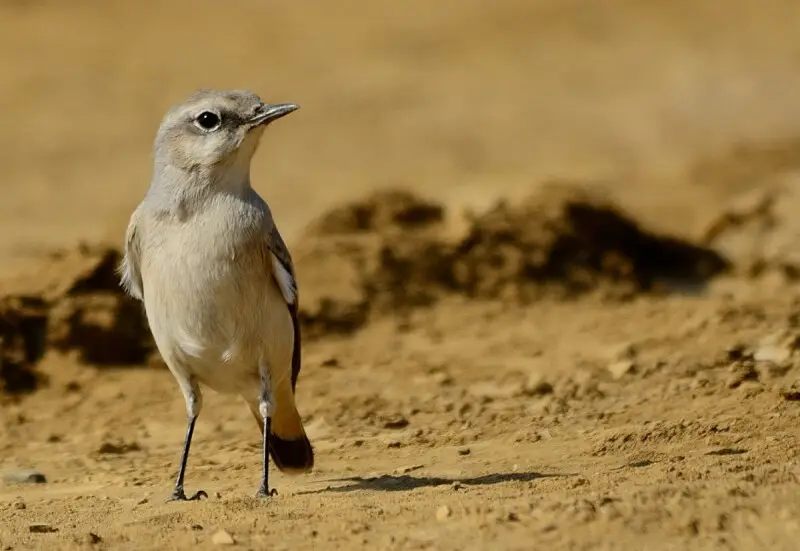 Red-tailed wheatear - Facts, Diet, Habitat & Pictures on Animalia.bio
