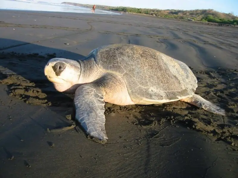Olive ridley sea turtle - Facts, Diet, Habitat & Pictures on Animalia.bio
