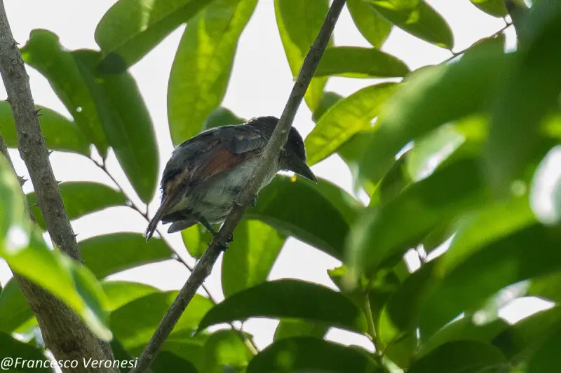 One-colored becard - Facts, Diet, Habitat & Pictures on Animalia.bio