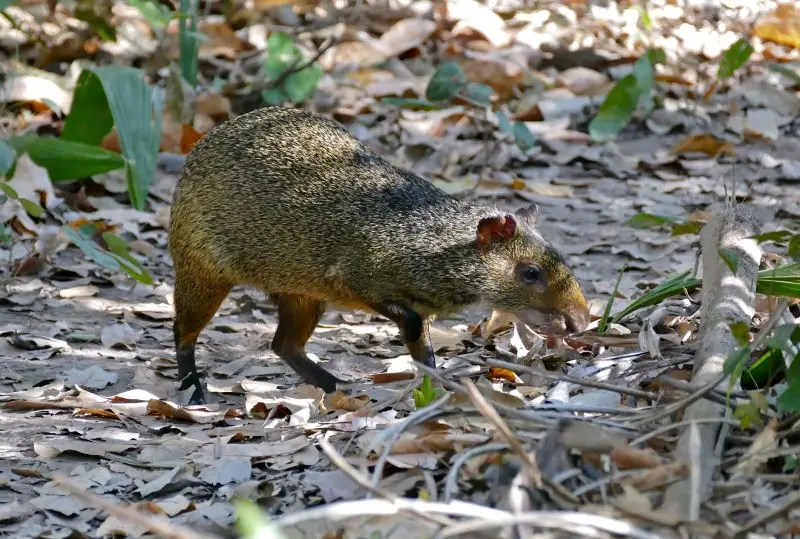 Azara's Agouti - Facts, Diet, Habitat & Pictures on Animalia.bio