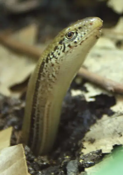 Slender glass lizard - Facts, Diet, Habitat & Pictures on Animalia.bio