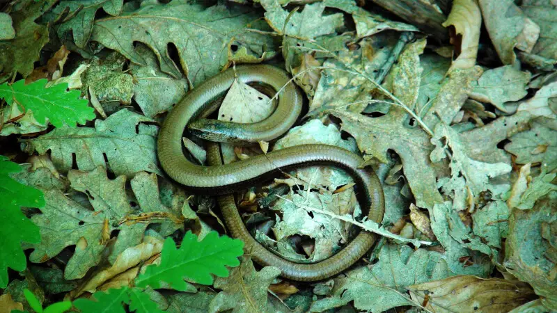 Slender glass lizard - Facts, Diet, Habitat & Pictures on Animalia.bio