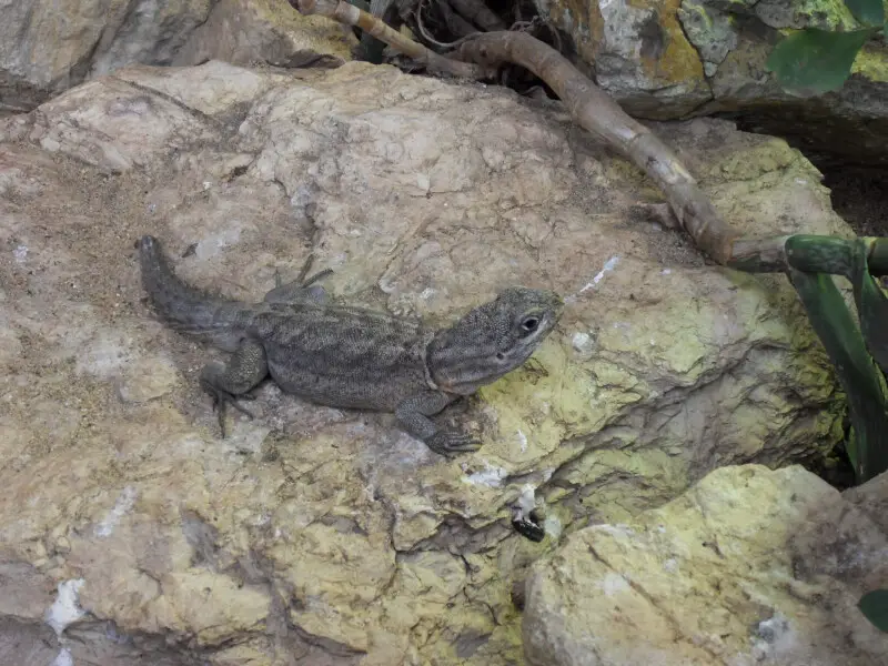 Oplurus cyclurus - Facts, Diet, Habitat & Pictures on Animalia.bio