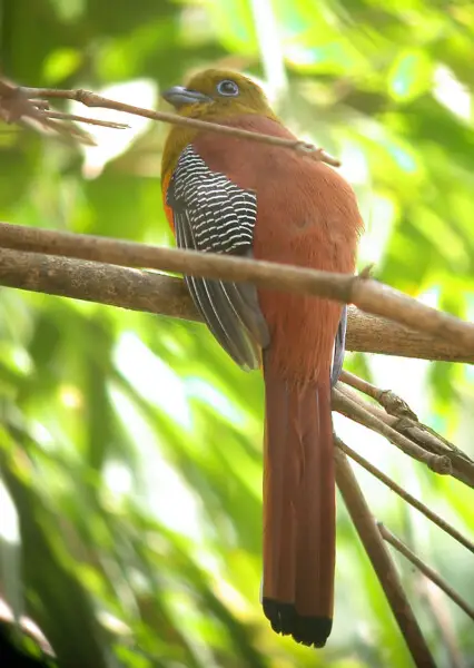 Orange-breasted trogon - Facts, Diet, Habitat & Pictures on Animalia.bio