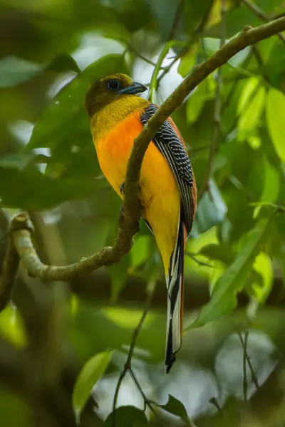Orange-breasted trogon - Facts, Diet, Habitat & Pictures on Animalia.bio