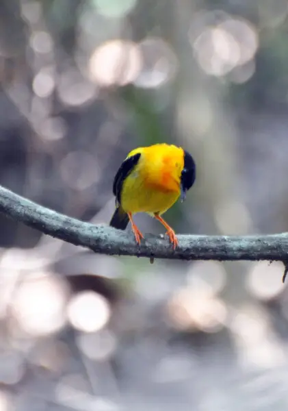 Orange-collared manakin - Facts, Diet, Habitat & Pictures on Animalia.bio