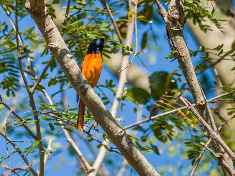 Orange minivet - Facts, Diet, Habitat & Pictures on Animalia.bio