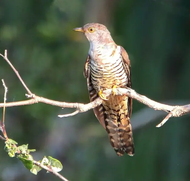 Oriental cuckoo - Facts, Diet, Habitat & Pictures on Animalia.bio