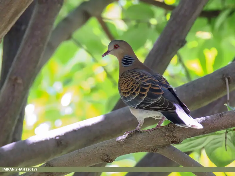 Oriental turtle dove - Facts, Diet, Habitat & Pictures on Animalia.bio