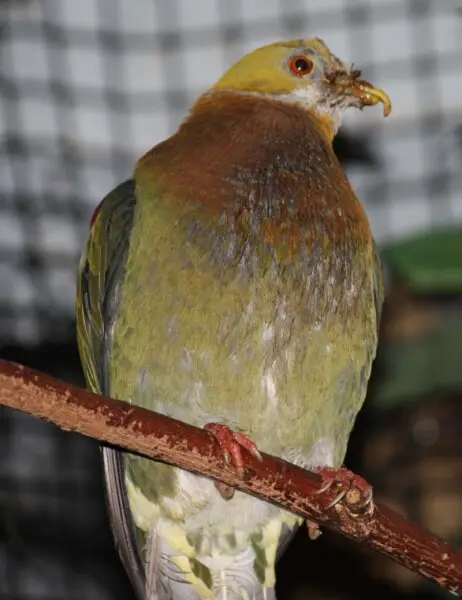 Тілопо новогвінейський - факти, дієта, ареал і фотографії на Animalia.bio