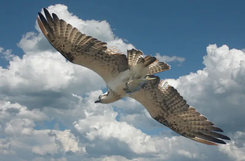 Eastern osprey - Facts, Diet, Habitat & Pictures on Animalia.bio