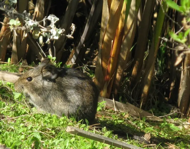 Southern African vlei rat - Facts, Diet, Habitat & Pictures on Animalia.bio