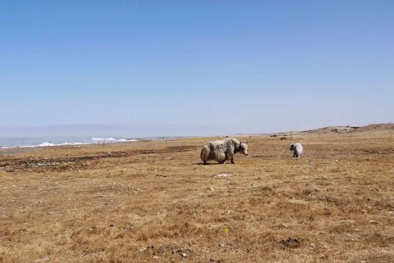 Wild Yak - Facts, Diet, Habitat & Pictures on Animalia.bio