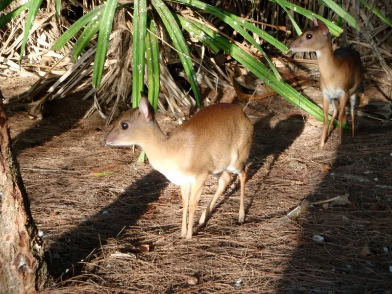 Suni - Facts, Diet, Habitat & Pictures on Animalia.bio