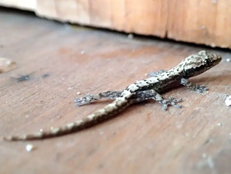 Mourning Gecko - Facts, Diet, Habitat & Pictures on Animalia.bio