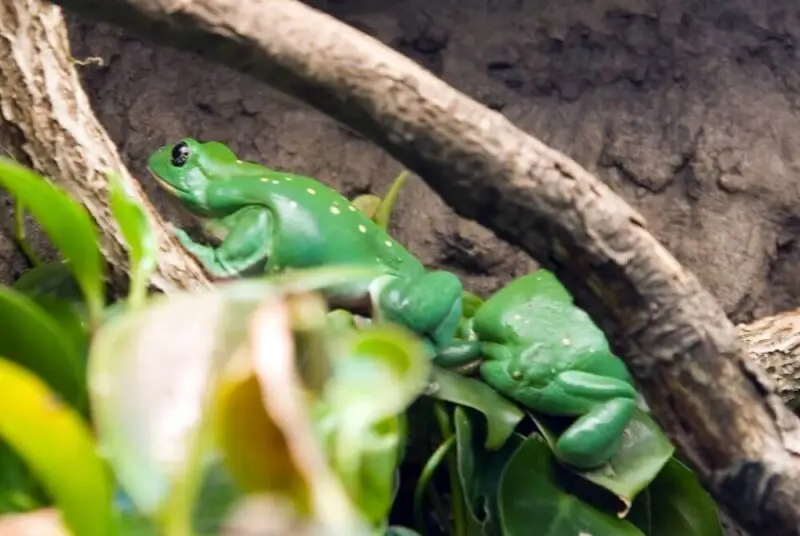 Agalychnis dacnicolor - Fatti, dieta, habitat e immagini su Animalia.bio
