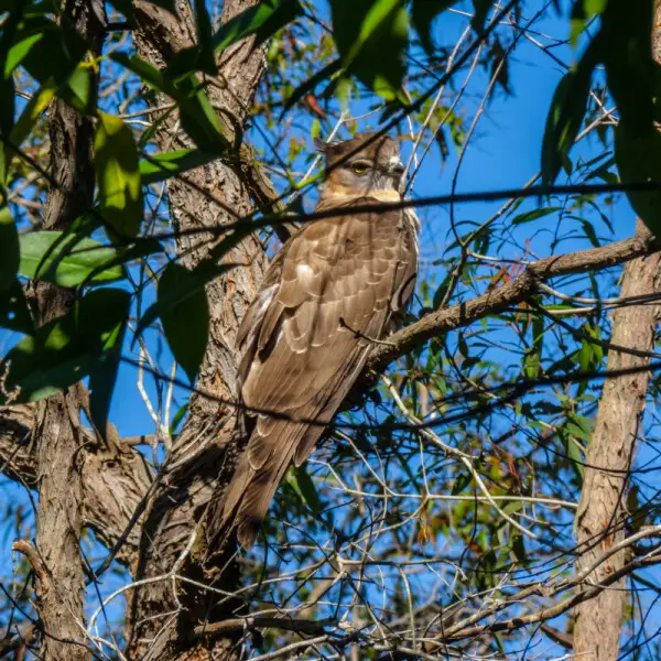 Pacific baza - Facts, Diet, Habitat & Pictures on Animalia.bio