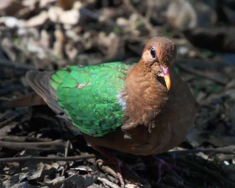 Pacific emerald dove - Facts, Diet, Habitat & Pictures on Animalia.bio