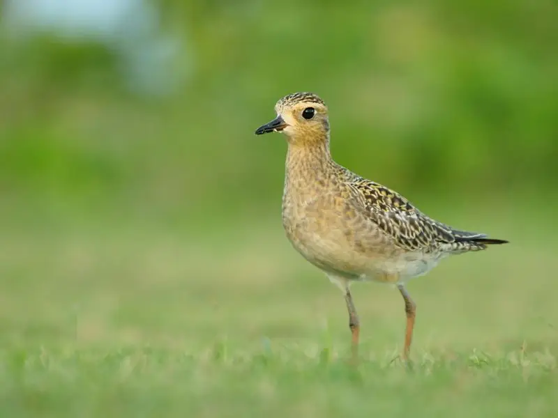 Pacific Golden Plover - Facts, Diet, Habitat & Pictures on Animalia.bio