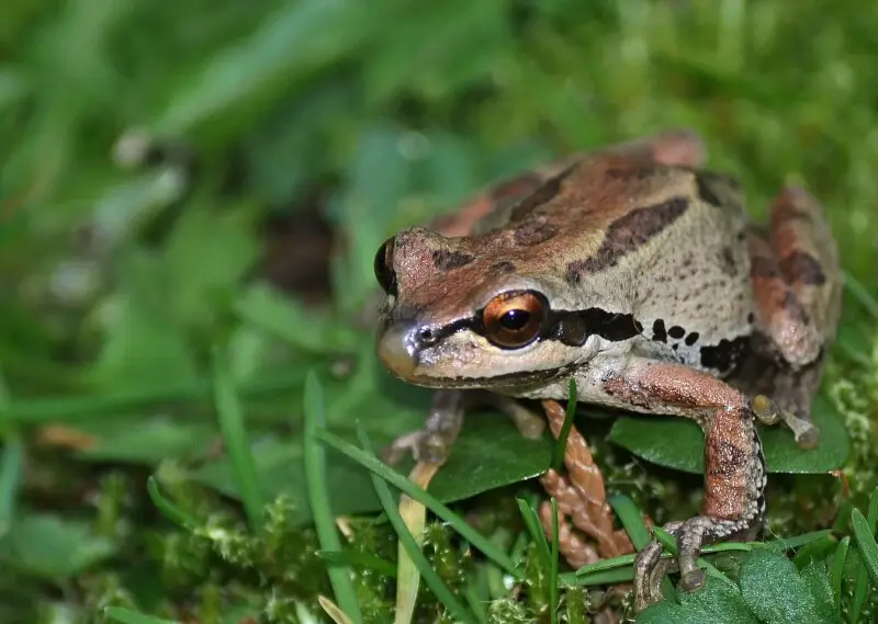 Pacific tree frog - Facts, Diet, Habitat & Pictures on Animalia.bio