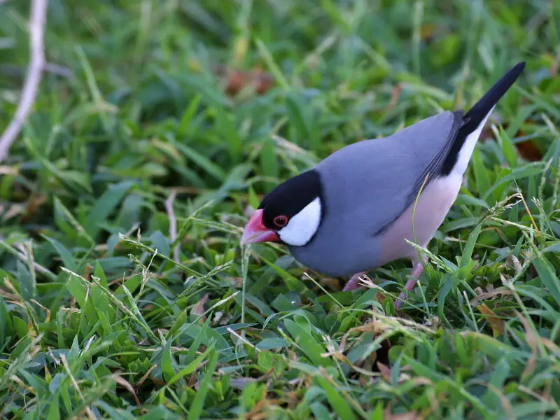 Java sparrow - Facts, Diet, Habitat & Pictures on Animalia.bio