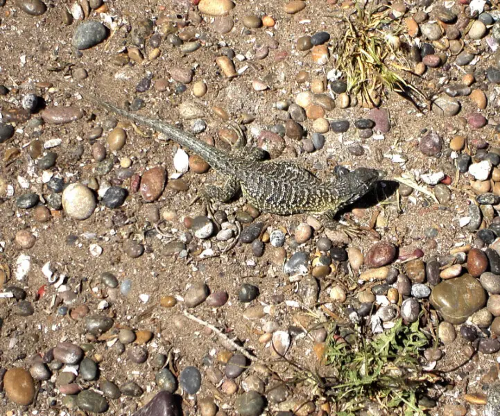 Liolaemus pictus - Facts, Diet, Habitat & Pictures on Animalia.bio