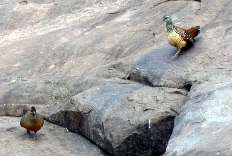 Painted spurfowl - Facts, Diet, Habitat & Pictures on Animalia.bio