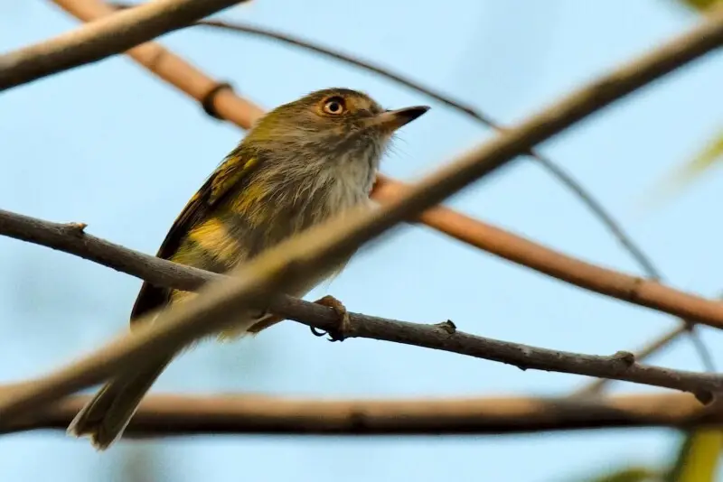 Тиранчик жовтоокий - Facts, Diet, Habitat & Pictures on Animalia.bio