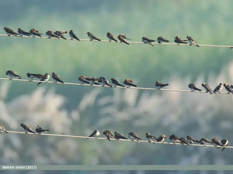 Pale martin - Facts, Diet, Habitat & Pictures on Animalia.bio