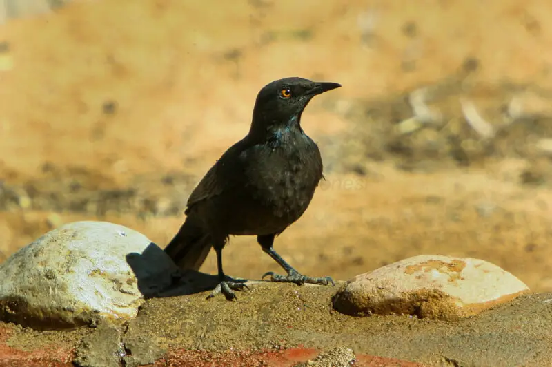 Pale-winged starling - Facts, Diet, Habitat & Pictures on Animalia.bio