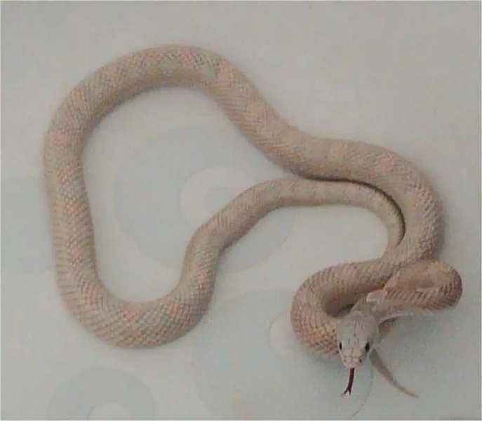 Texas rat snake - Facts, Diet, Habitat & Pictures on Animalia.bio