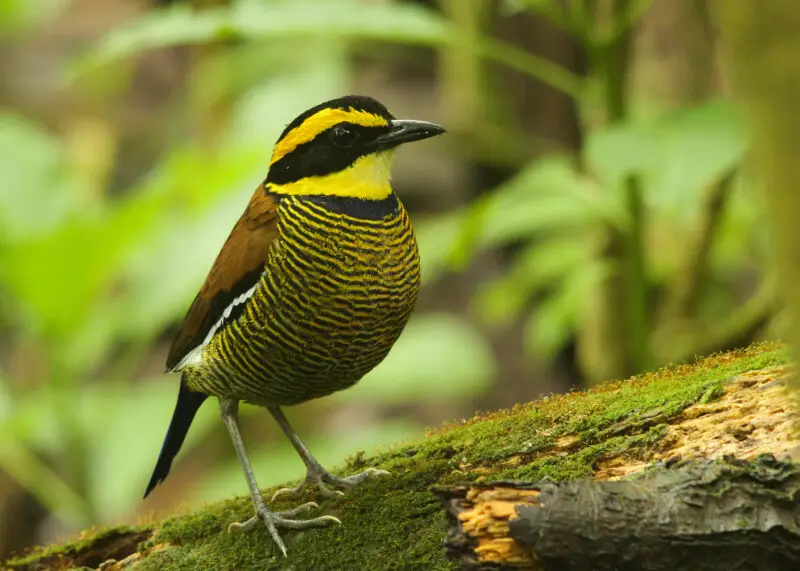 Javan banded pitta - Facts, Diet, Habitat & Pictures on Animalia.bio