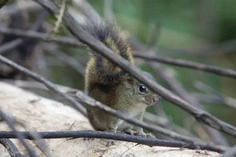 Green bush squirrel - Facts, Diet, Habitat & Pictures on Animalia.bio