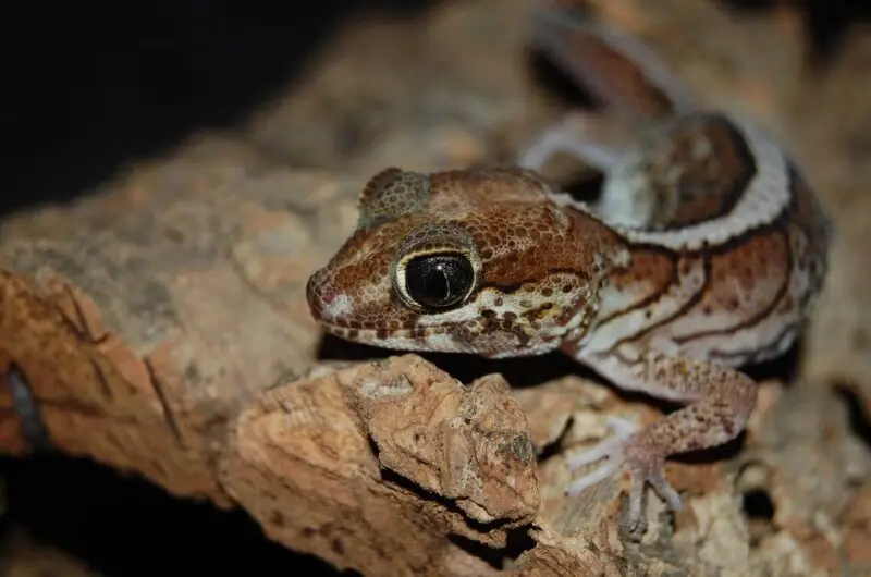 Ocelot gecko - Facts, Diet, Habitat & Pictures on Animalia.bio