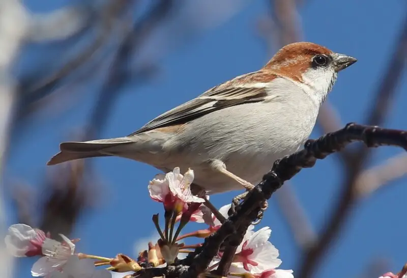 Russet sparrow - Facts, Diet, Habitat & Pictures on Animalia.bio