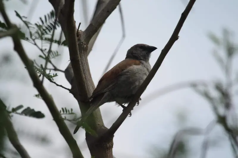 Swainson's sparrow - Facts, Diet, Habitat & Pictures on Animalia.bio