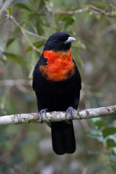 Red-ruffed fruitcrow - Facts, Diet, Habitat & Pictures on Animalia.bio