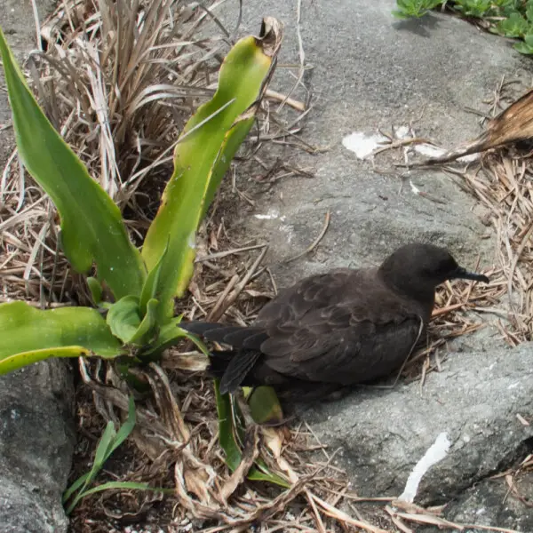 Bulwer's petrel - Facts, Diet, Habitat & Pictures on Animalia.bio