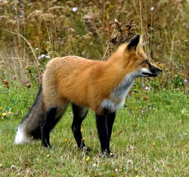 American red fox - Facts, Diet, Habitat & Pictures on Animalia.bio