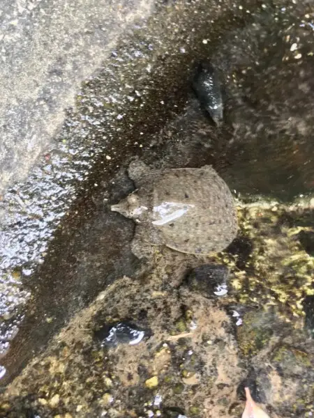 Chinese softshell turtle - Facts, Diet, Habitat & Pictures on Animalia.bio