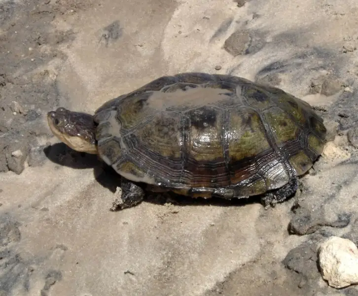 African helmeted turtle - Facts, Diet, Habitat & Pictures on Animalia.bio